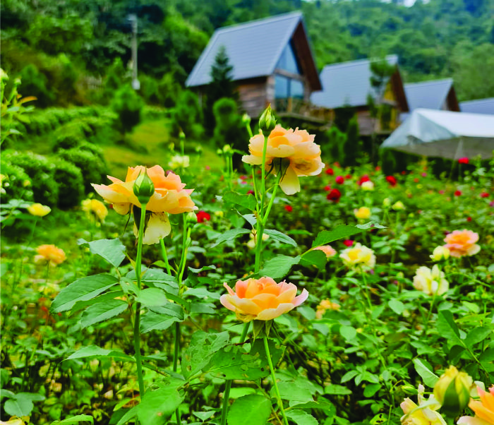 LARITA - ĐỒI CỎ MƠ HÒA BÌNH - Blog Du Lịch Cùng Thương